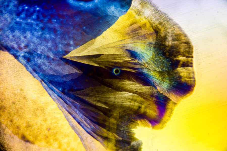 Vogel – The Artist Hub